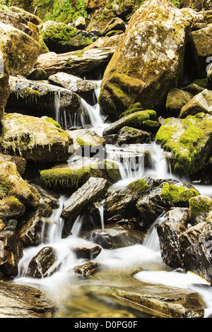 Mountain creek flows Small river and coniferous trees reflected in calm ...