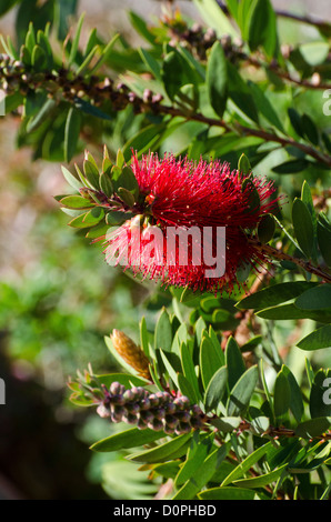 Callistemon Fruits Fruit of the bottle brush flower Callistemon rigida ...