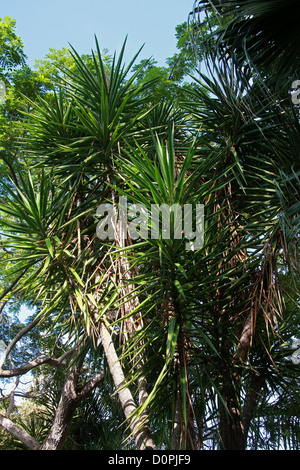 Giant Yucca (Yucca gigantea or Yucca elephantipes), Asparagaceae Stock ...