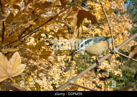 Red-breasted Nuthatch in Fall Maple Tree bird birds songbird songbirds ...