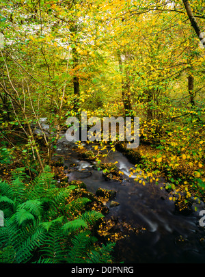 Horner Wood, Exmoor National Park, UK. This is one of the largest ...
