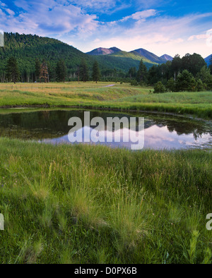 Lockett Meadow pond, summertime, North of Flagstaff, Arizona. Coconino ...