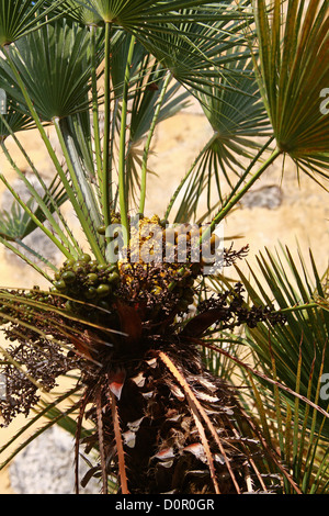 Chamaerops humilis, mediterranean fan palm, palm tree with green round small fruits, with fan ...