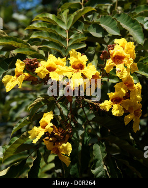 Nile tulip, Nile Trumpet, Siala Tree, Markhamia Tree, Markhamia lutea ...