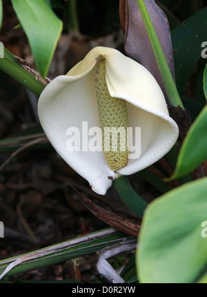 Ceriman or Swiss Cheese Plant, Monstera deliciosa, Uxmal archeological ...