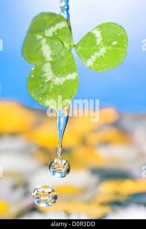 a nice four-leaf clover plant sprawled on a soft purple fleece blanket ...