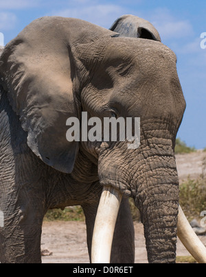 The head of old elephant with wrinkled skin, ear and beat in Zoo Stock ...