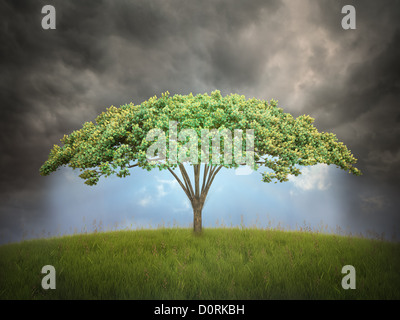 Umbrella shaped tree - environmental protection concept Stock Photo - Alamy