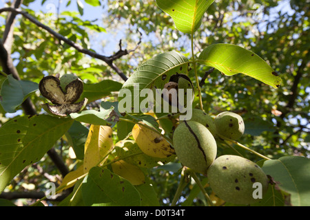Ripe walnut just falling from the tree Stock Photo - Alamy