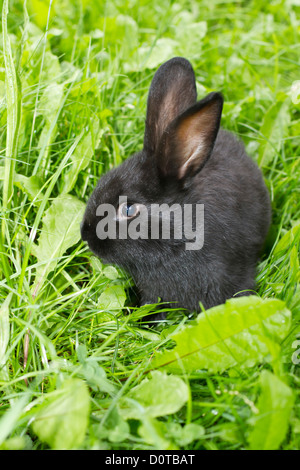 Alaska rabbits, bunny, rabbits, Alaska, breed, rabbit breeding, rabbit ...