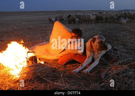 Dog Anatolian Shepherd dog / Kangal / Turkish Karabash adult standing ...