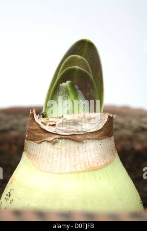 lily bulb with a new sprout Stock Photo - Alamy