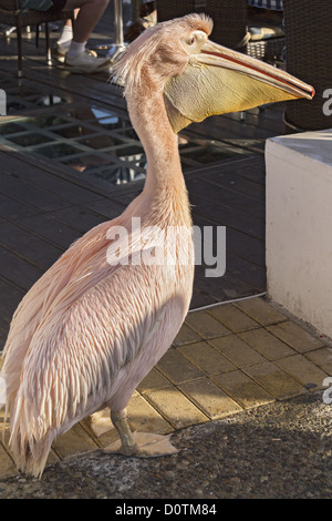 Pelican at Paphos Stock Photo - Alamy