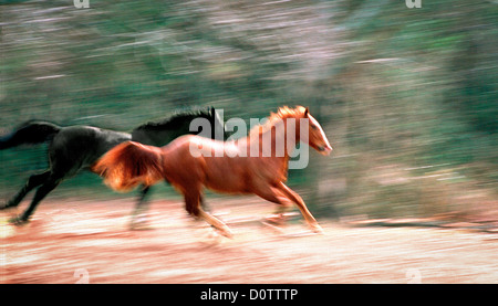 Horse at the amble. Animals in motion. An electro-photographic ...