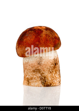 Mushroom orange cap Boletus edulis in forest Stock Photo - Alamy