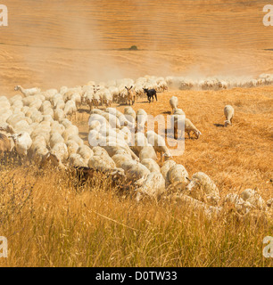 Sheep herding in the Tuscan countryside, Italy Stock Photo - Alamy