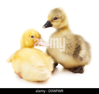Cute newborn gosling and duckling Stock Photo - Alamy