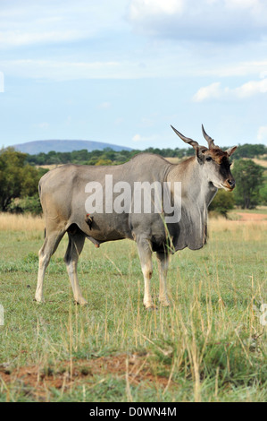 Wild animals roaming freely in Zebula game reserve in South Africa ...