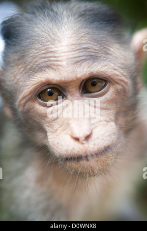 Rhesus macaque (Macaca mulatta) curious family group standing up alert ...