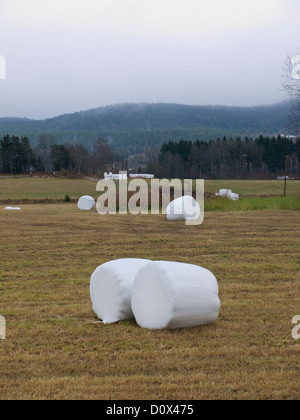White-wrapped hay bales on farm by Reyðarfjörður, Eskifjörður, Iceland ...