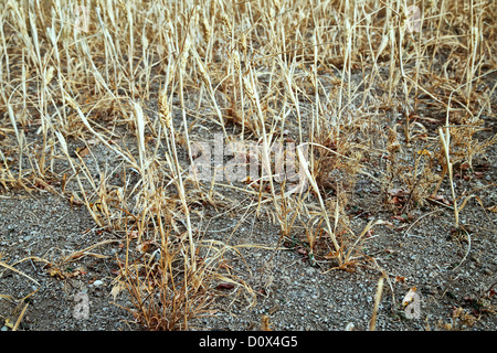 Wheat field, crop failure due to drought Stock Photo - Alamy