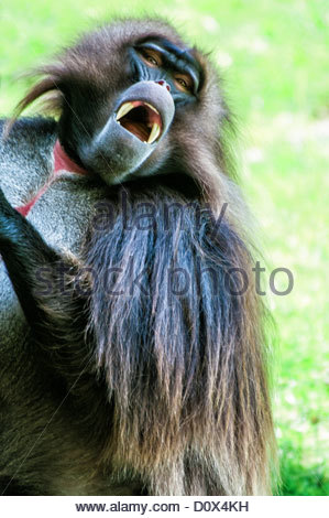 a baboon monkey showing its teeth Stock Photo: 21360127 - Alamy