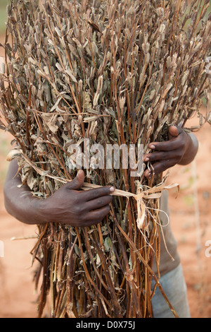 A farmer harvests sesame in Dodoma, Tanzania, East Africa Stock Photo ...