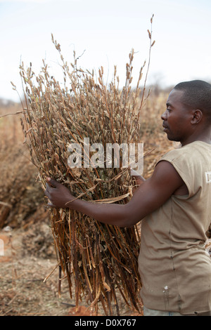 A farmer harvests sesame in Dodoma, Tanzania, East Africa Stock Photo ...