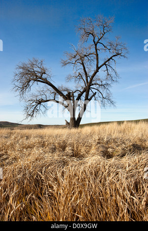 A large old tree stands in the middle of a farm field near Steptoe ...