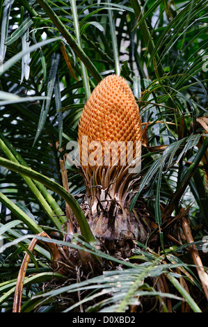 Queen Sago Palm Cycas rumphii Female Seeds Stock Photo - Alamy