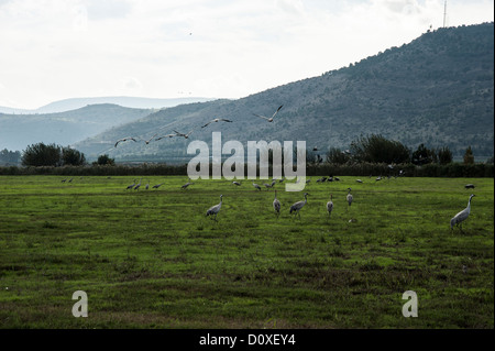 Huleh Valley Nature Reserve, Common Crane Stock Photo - Alamy