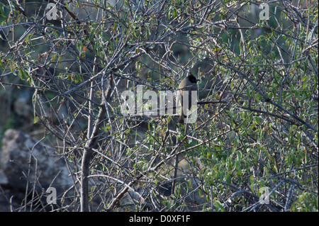 Huleh Valley Nature Reserve Stock Photo - Alamy