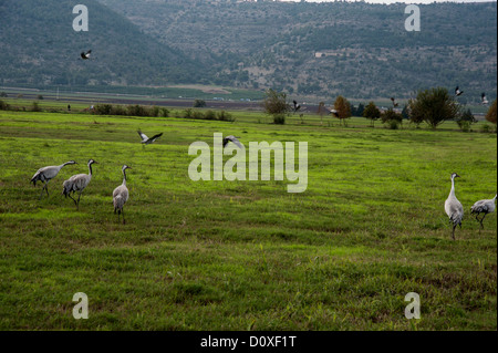 Huleh Valley Nature Reserve Cranes Stock Photo - Alamy