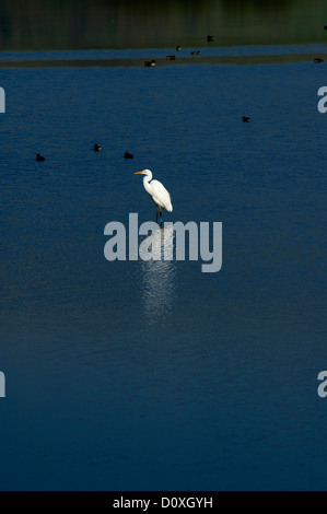 Huleh Valley Nature Reserve,Heron Stock Photo - Alamy