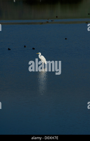 Huleh Valley Nature Reserve,Heron Stock Photo - Alamy