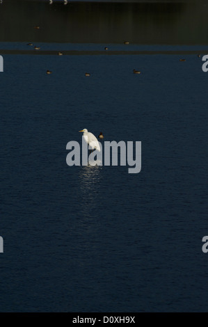 Huleh Valley Nature Reserve,Heron Stock Photo - Alamy