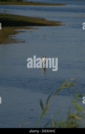 Huleh Valley Nature Reserve, fowl at rest Stock Photo - Alamy
