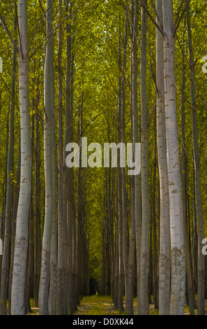 USA, Boardman, Tree, Farm, trees, lumber, farming, agriculture, row ...