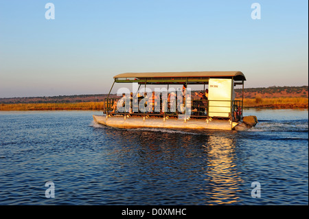Botswana. Chobe National Park. Elephant (Loxodonta africana) grazing on ...