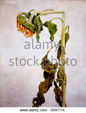 Withering sunflower, dying plant Stock Photo: 20217148 - Alamy