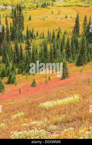 Alpine tundra in fall colors Kesugi Ridge Denali State Park Alaska ...