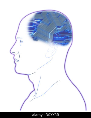 Male brain, computer illustration Stock Photo - Alamy