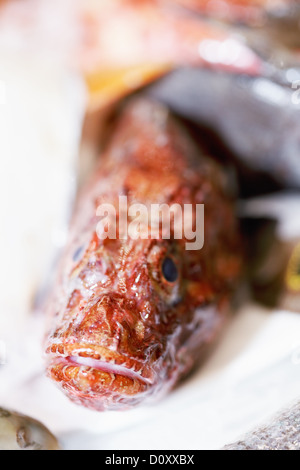 Red Fish Head Stock Photo - Alamy