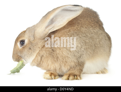 Big red rabbit Stock Photo - Alamy