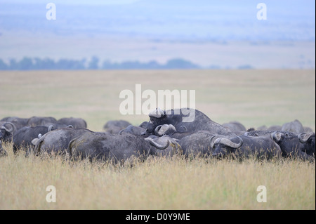 Cape buffalo mating, African buffalo mating Stock Photo - Alamy