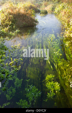 Mist rising from the Bourne Rivulet on an autumn morning, St Mary ...