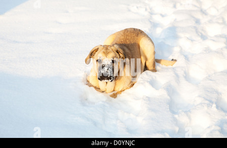 Spanish Mastiff in snowdrift winter day cold Stock Photo - Alamy