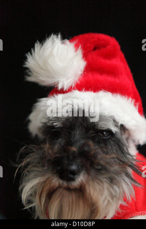Schnauzer dog dressed in Christmas clothes in a loft interior ro Stock ...