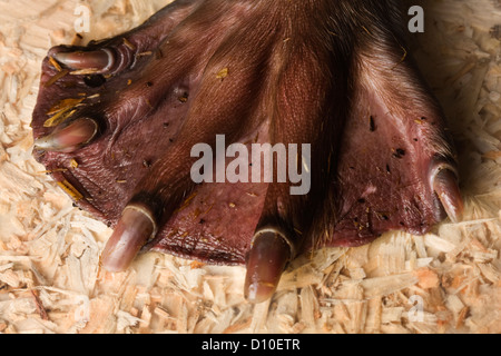 European Beaver (Castor fiber), webbed hind-foot. Sweden Stock Photo ...