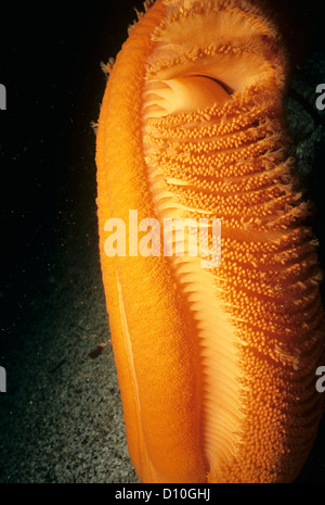 Close-up of Orange Sea Pen (Ptilosarcus gurneyi). Queen Charlotte ...